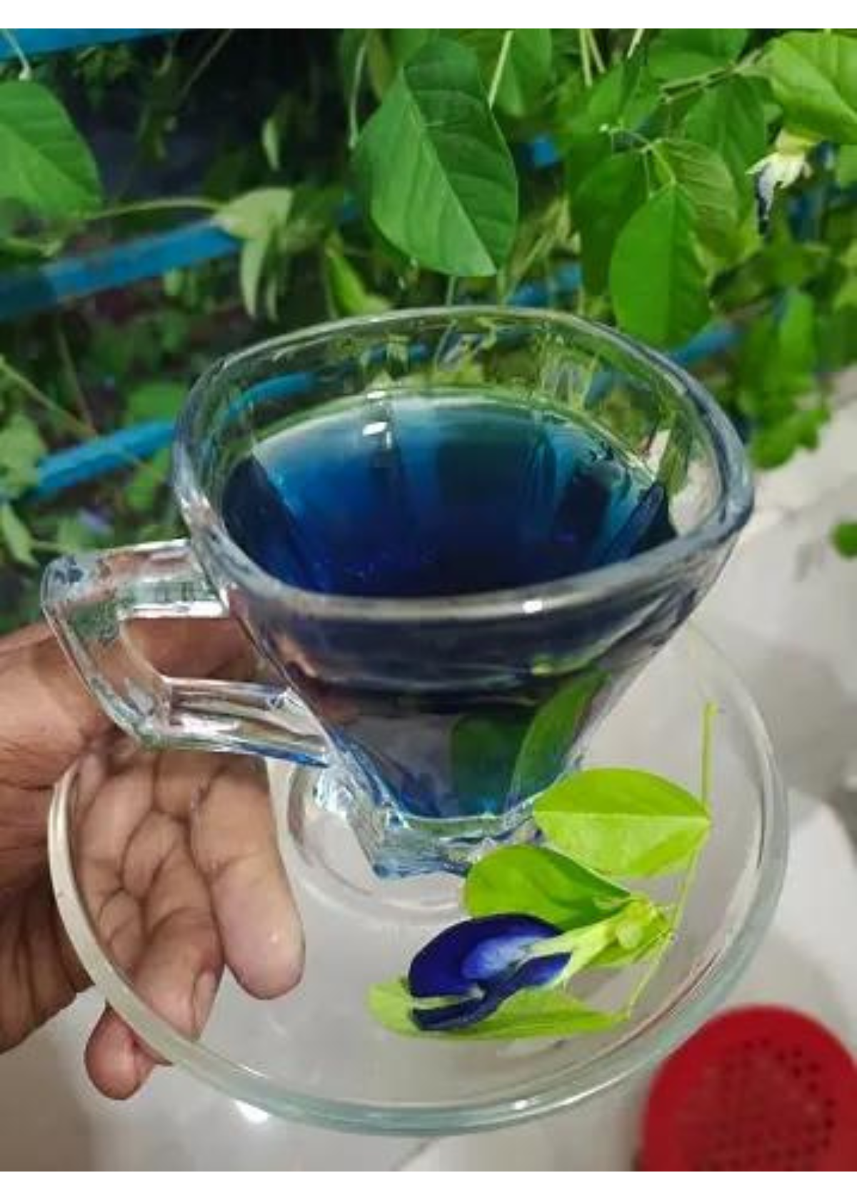 Transform Your Health with Butterfly Pea Flower Tea